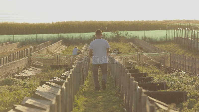 Snail Farm. the Process of Growing Snails Stock Video - Video of ...