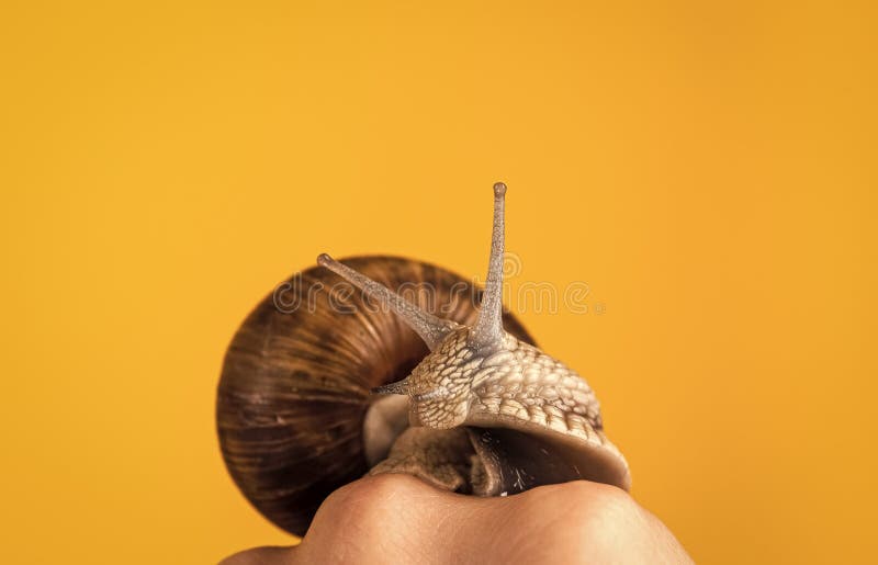 Snail Farm. Snail Cream Good for Skin Against Wrinkles. Get Faster ... Snail Farm. Snail Cream Good for Skin Against Wrinkles. Get Faster ...