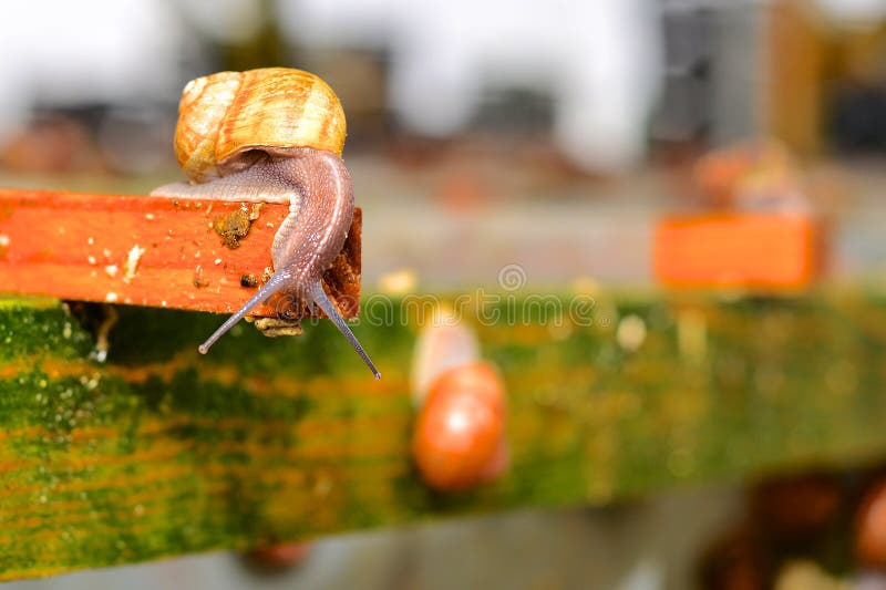 Snail go down stock image. Image of leaf, crawling, slow - 80520429