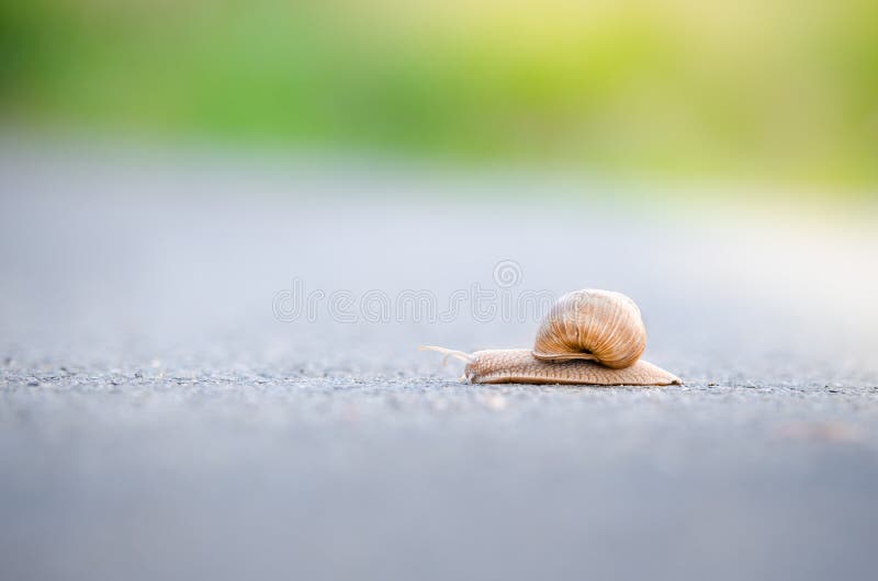 Fast snail stock photo. Image of animal, shell, speed - 21136236