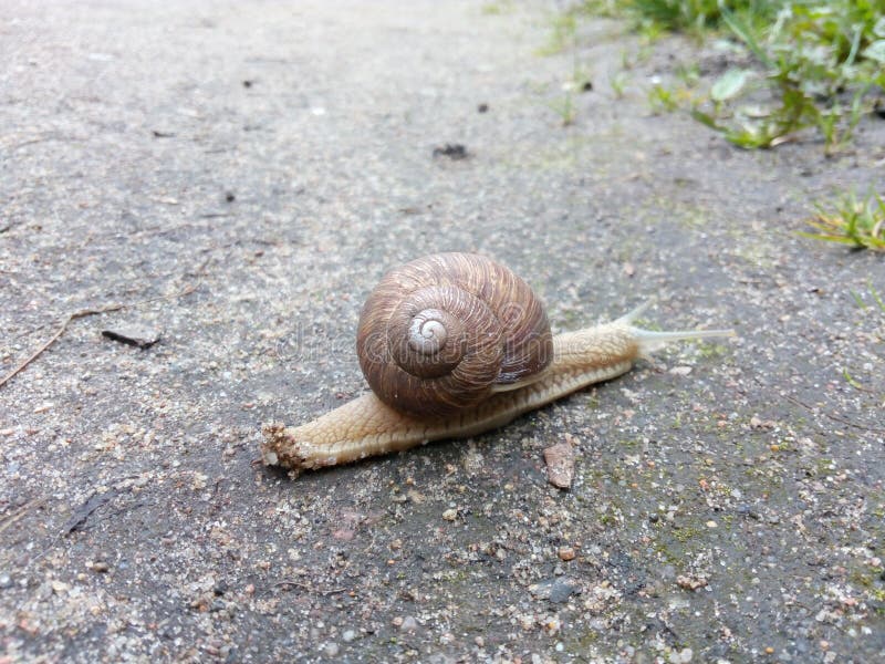 Snail stock photo. Image of fast, zoom, fresh, rain, insect - 92259714