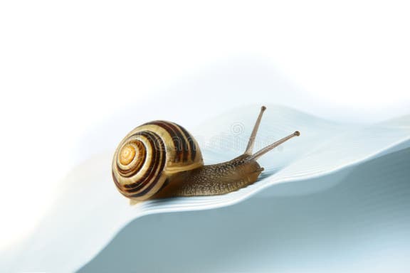 Snail on the fast track stock image. Image of slow, fast - 5421347