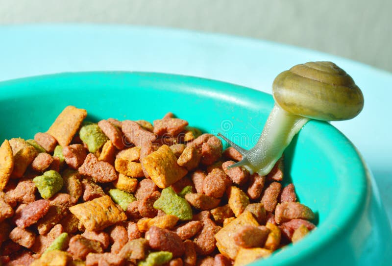 Snail Feeding Instant Pet Food in Plastic Bowl on Night Stock Image ...