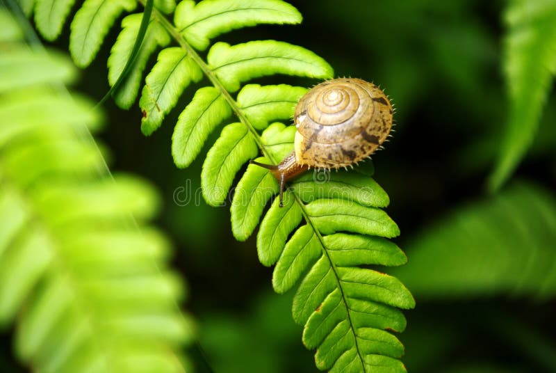 Crawling snail stock image. Image of discovery, close - 46247161