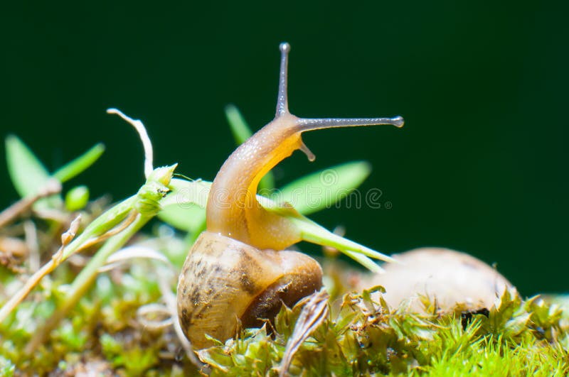 A snail. stock photo. Image of macro, close, gastropoda - 40836446