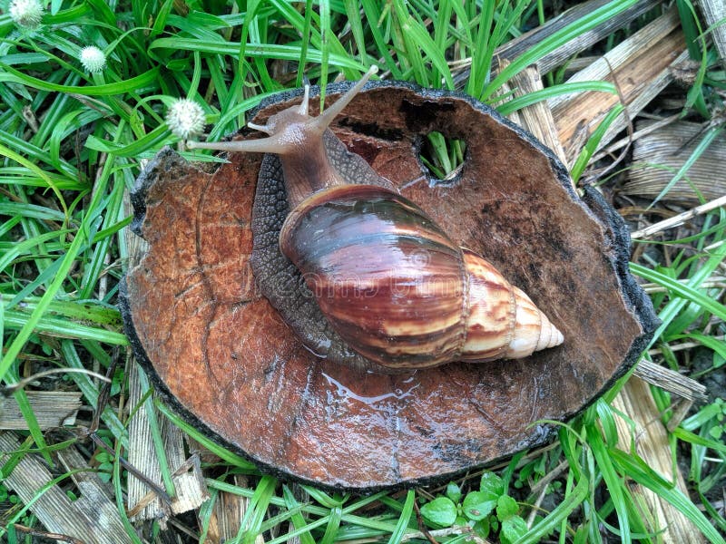 Snail in field stock image. Image of coconut, snail - 155366337