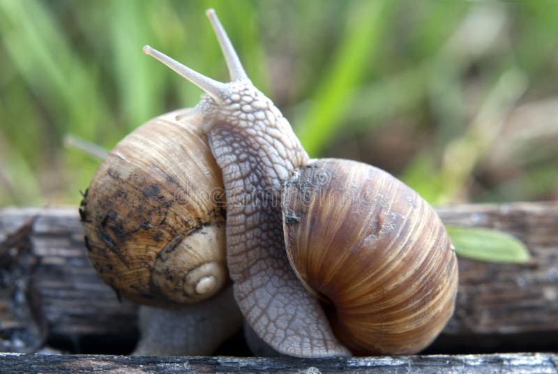 Two snails on leaf. stock photo. Image of garden, gastropod - 20523678