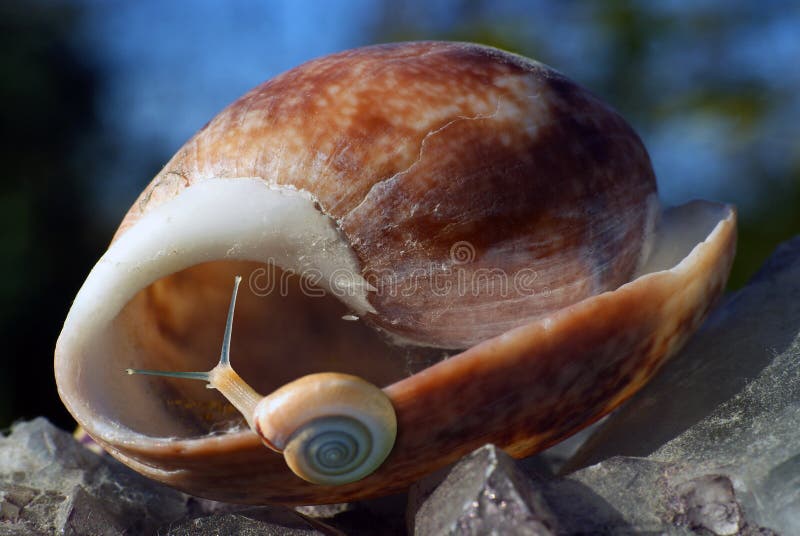 Snail home stock photo. Image of little, home, left, empty - 20886414