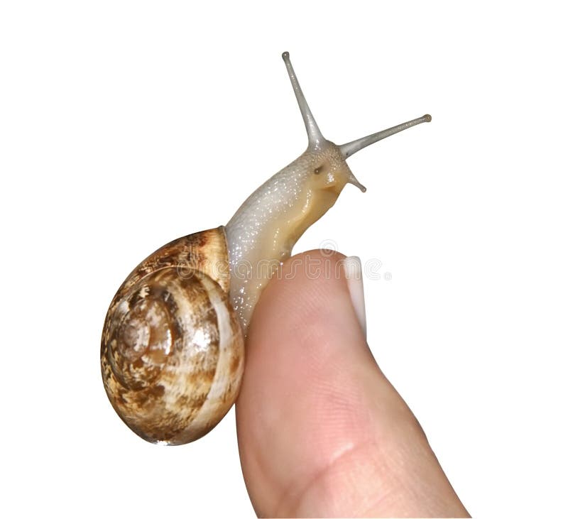 Snail on a finger stock photo. Image of hold, prospect - 4784544