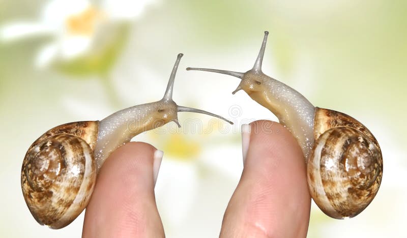 Snail On A Finger Picture. Image: 4784601