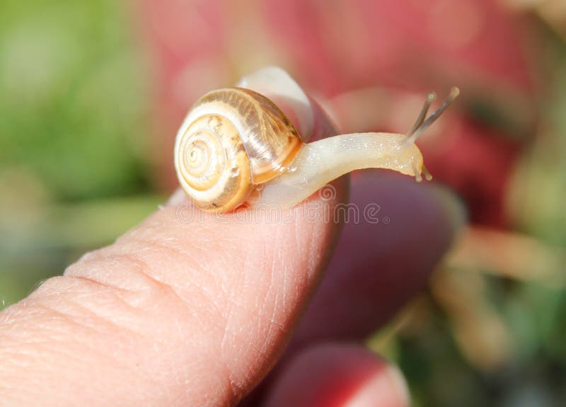 Snail on finger stock image. Image of snail, shell, eyes - 59807709