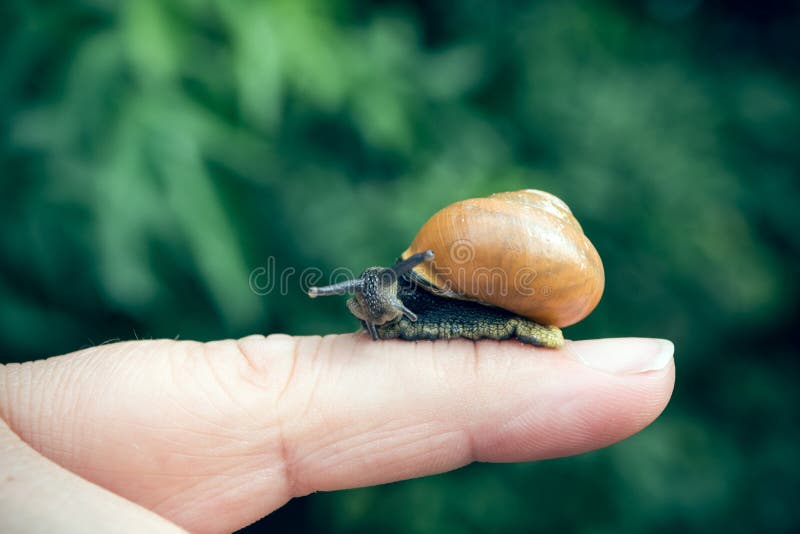 Snail on finger stock image. Image of moving, helix, gastropod - 43545483