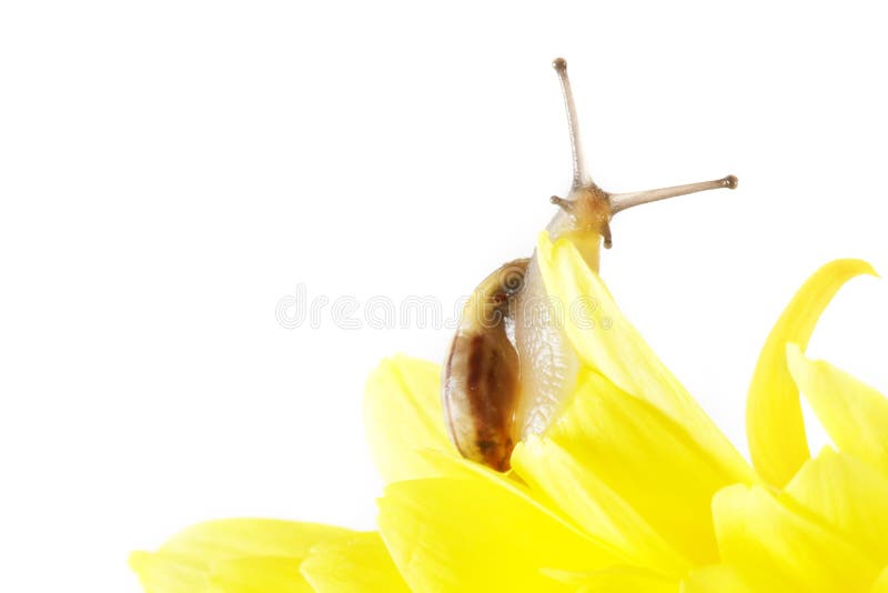 Snail on the flower stock photo. Image of green, snaillike - 19310038