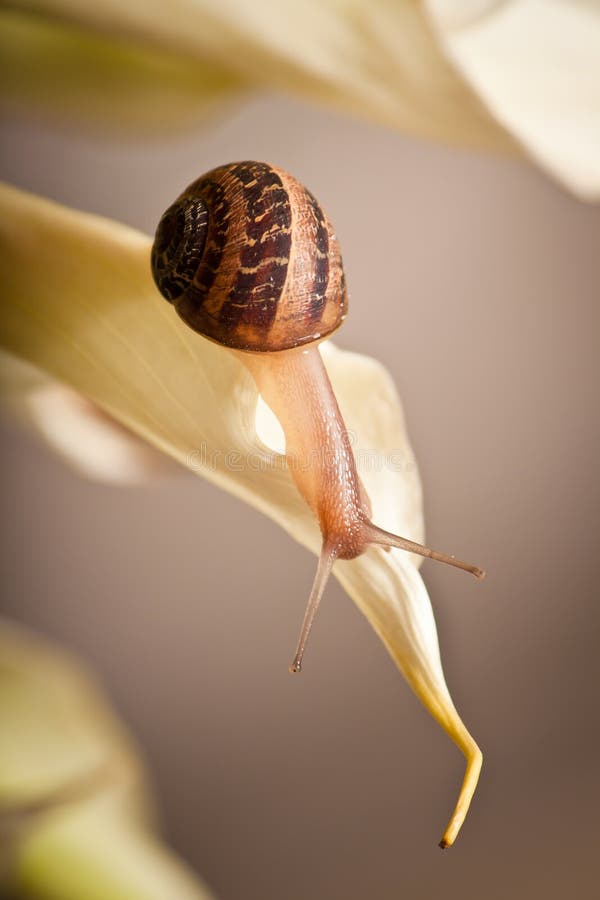 Snail on flower stock photo. Image of invertebrate, garden - 40626338