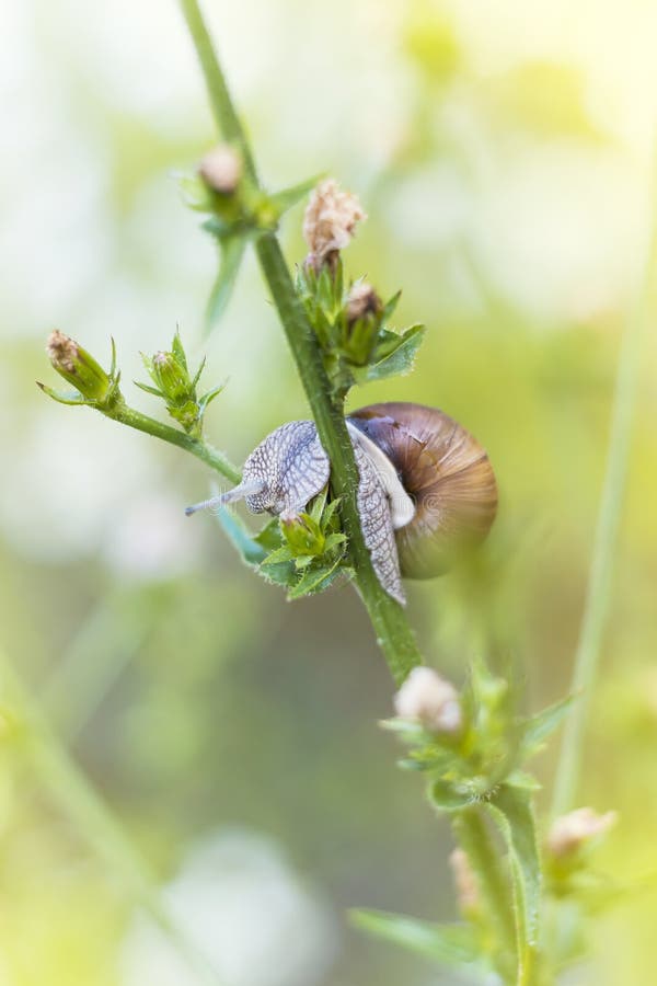 Snail on flower stock image. Image of garden, small, coil - 43136749