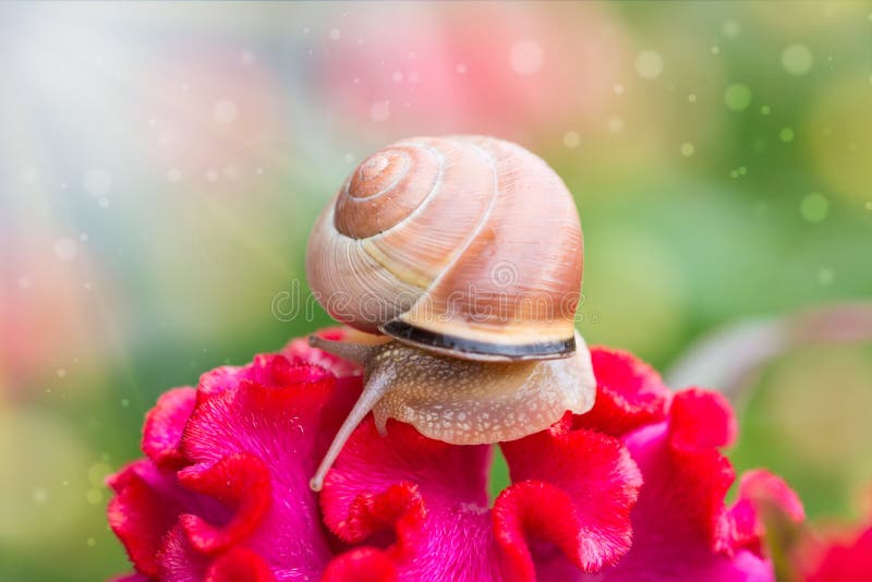 Snail flower bokeh stock photo. Image of snails, pink - 106524208