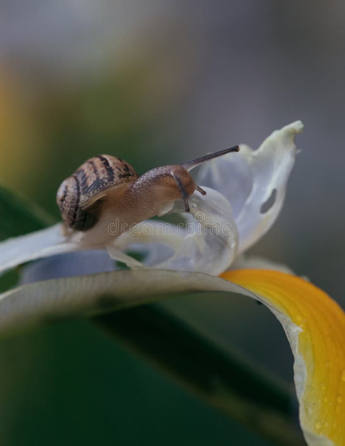 Snail on a flower stock photo. Image of wing, animal - 293490760