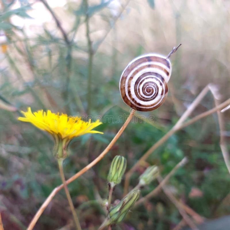 The snail and the flower stock photo. Image of posing - 165371060