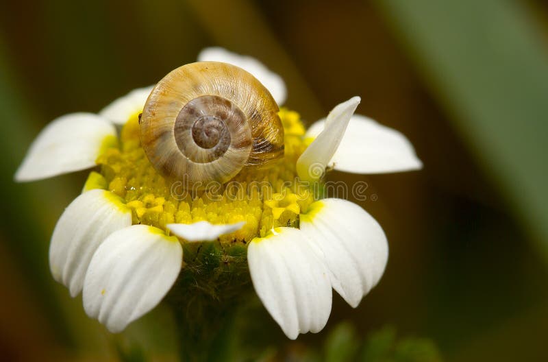Snail on flower stock photo. Image of light, mollusk - 92309082