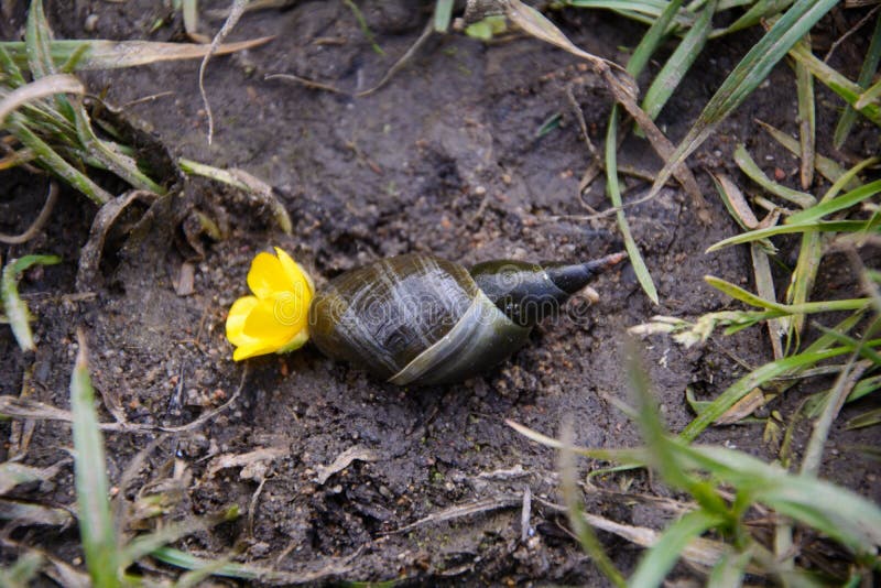 Snail with flower stock photo. Image of sink, swamps - 72139354