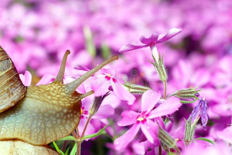 Snail and flowers. stock image. Image of blooming, flower - 24744007