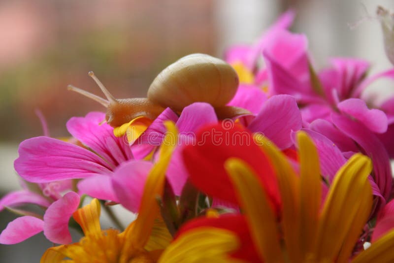 Snail in the flowers stock photo. Image of slime, skin - 4662216