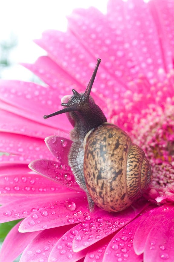 Snail and flowers gerber stock image. Image of macro - 11982839