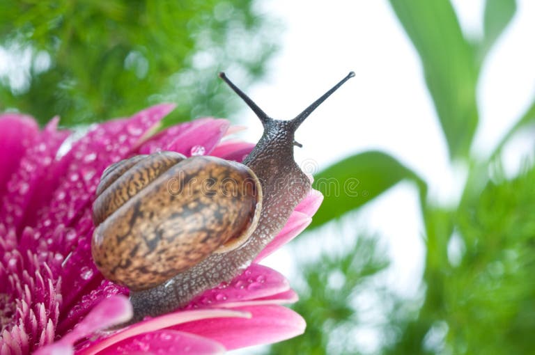 Snail and flowers gerber stock image. Image of color - 11982841