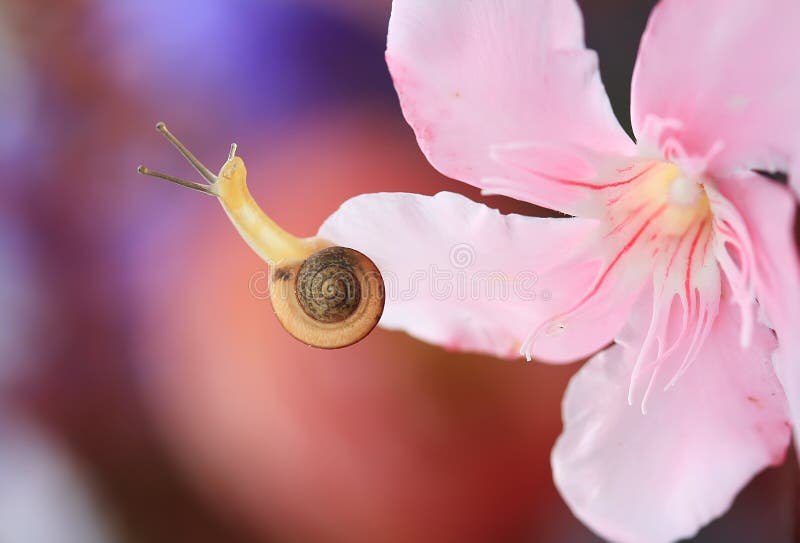 Snail and Flowers stock photo. Image of snail, flowers - 185589596