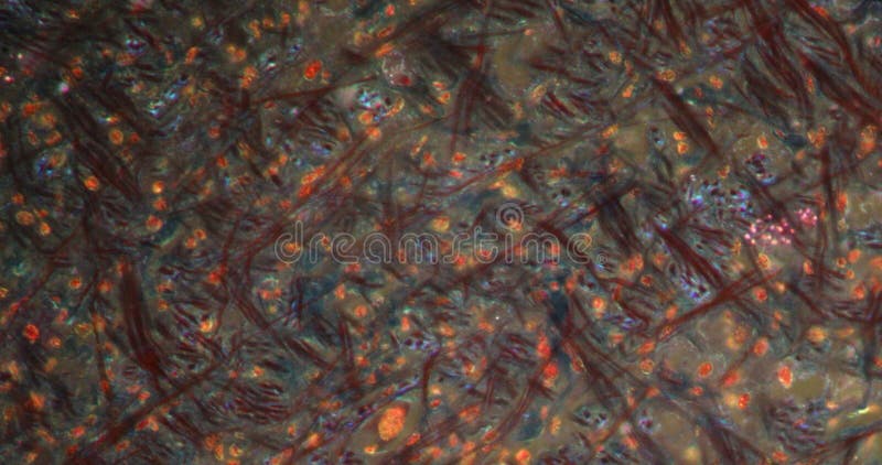 Snail foot stock video. Video of medicine, tissue, nerve - 204639447