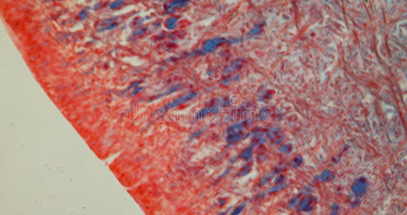 Snail foot stock video. Video of medicine, tissue, nerve - 204639447