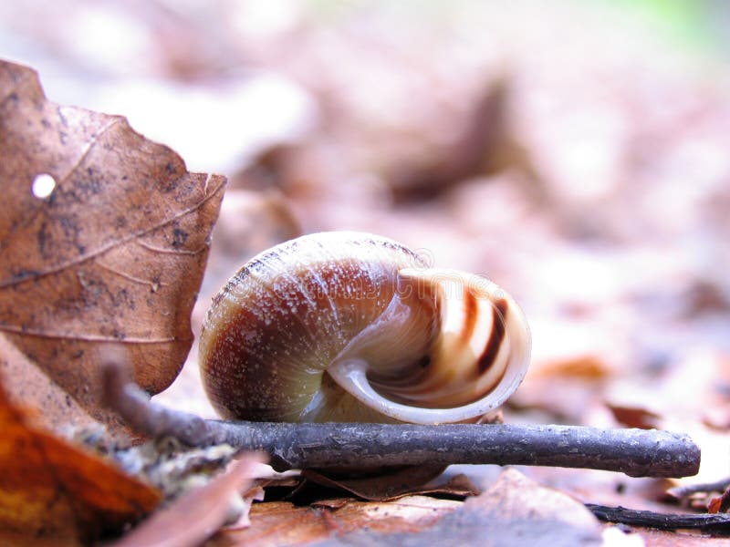 Snail in forest stock image. Image of metodje, forest - 3370453