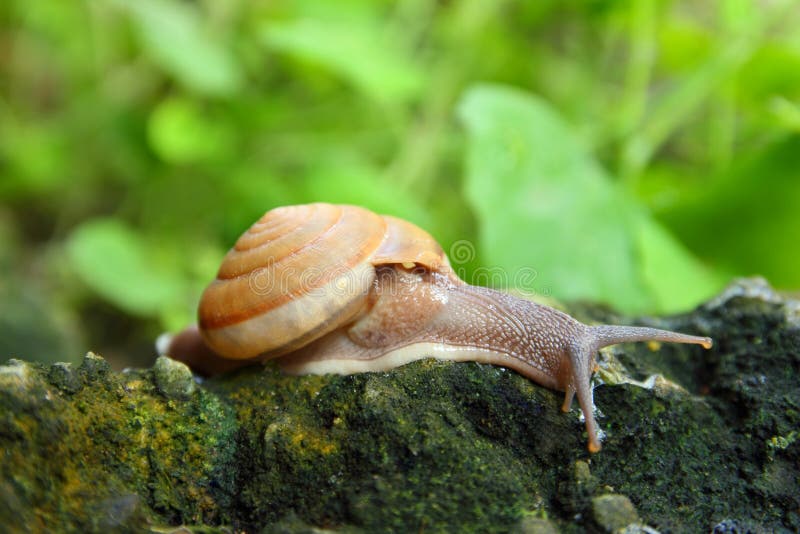 Snail in forest stock image. Image of rural, mollusk - 89393505