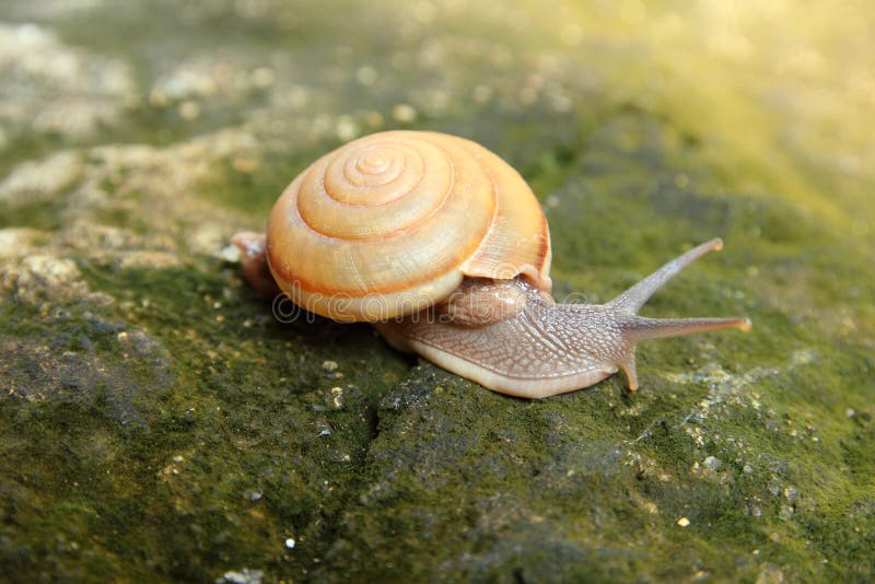 Snail in forest stock image. Image of wildlife, scenics - 89394113