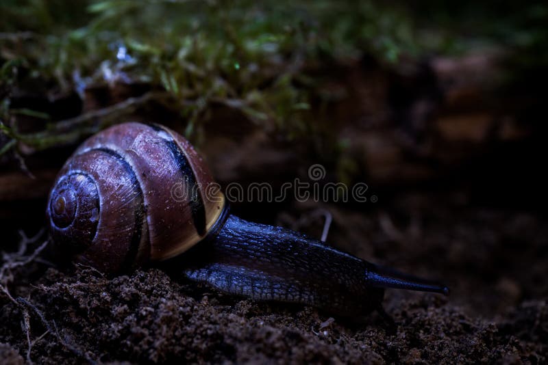 Snail in forest stock image. Image of forrest, sweden - 67529029
