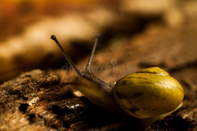 Snail in forest stock image. Image of sweden, slime, animal - 67529111