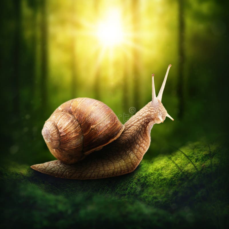 Snail in a forest stock image. Image of imagination, outdoor - 89062653