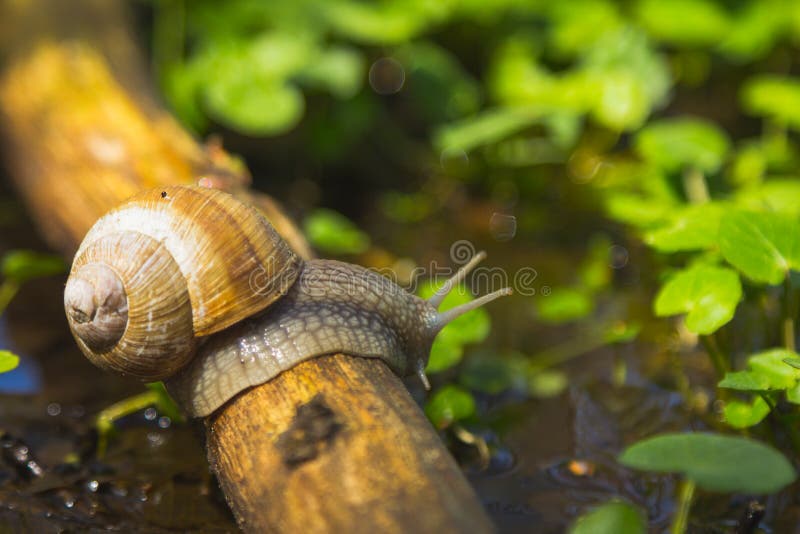 Snail in Forest Early Spring Stock Image - Image of forest, misty ...