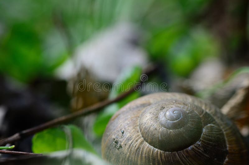 Snail in the forest stock photo. Image of farm, insect - 41119118