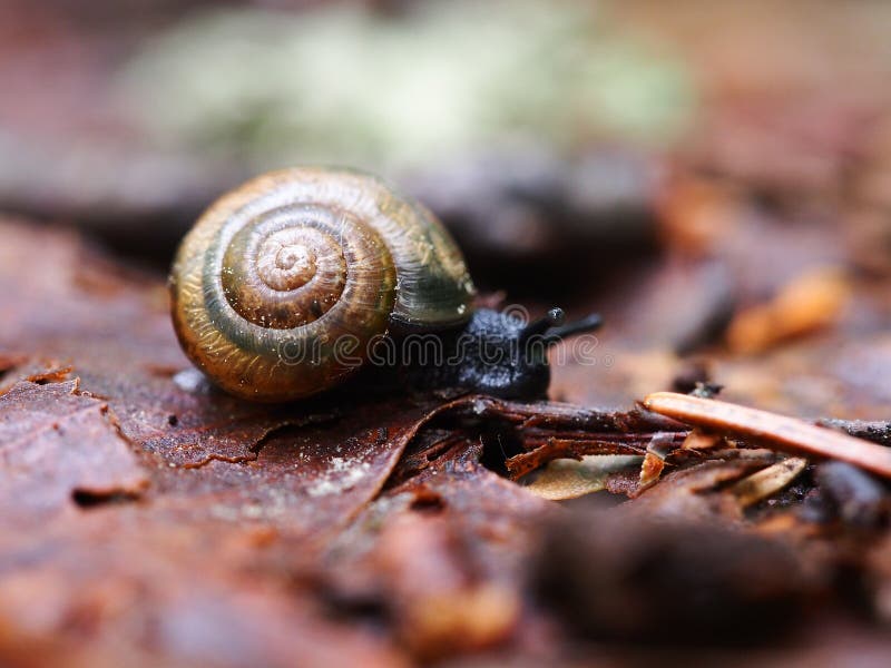 Snail stock photo. Image of shell, fall, nature, forest - 367727416