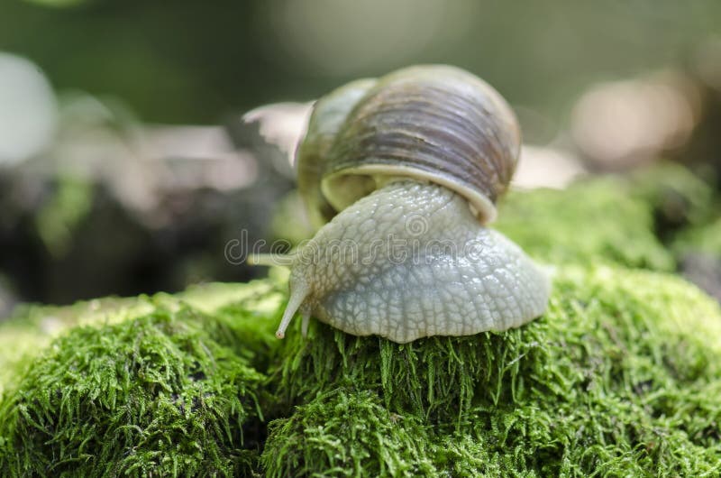 Snail on forest moss stock photo. Image of poisonous - 46904160