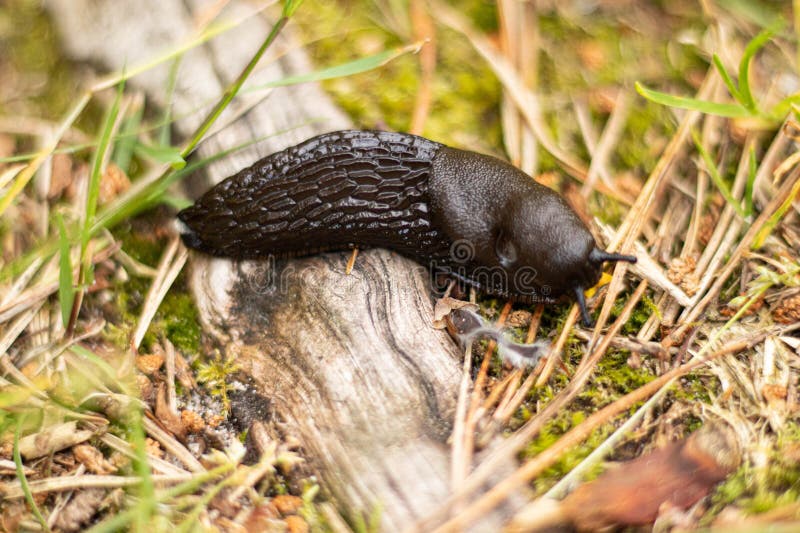 Snail on a forest road stock photo. Image of life, black - 325553368