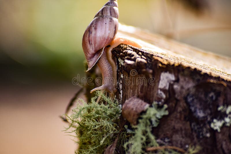 Snail stock image. Image of forest, snail, animals, nature - 99406523