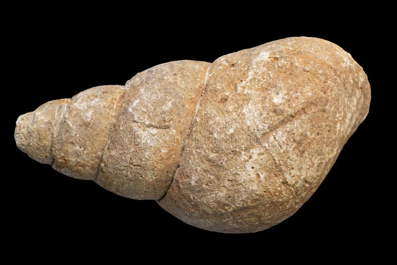 Snail Fossil with Black Background Stock Photo - Image of fossilized ...