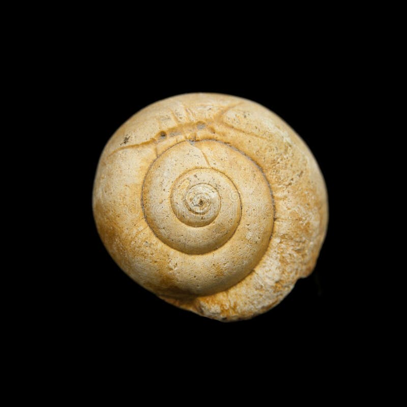 Snail Fossil Isolated on Black Background Top View. Stock Image - Image ...