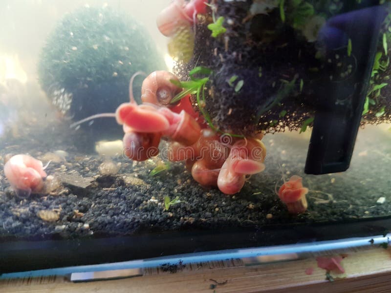 Snail fresh water Aquarium stock photo. Image of snail - 141776760