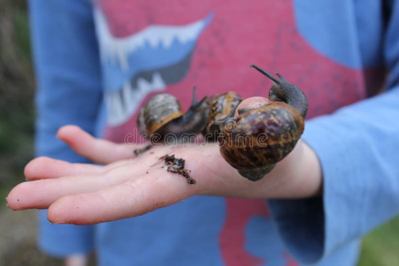 Snail Fun stock photo. Image of messy, wildlife, play - 95194324