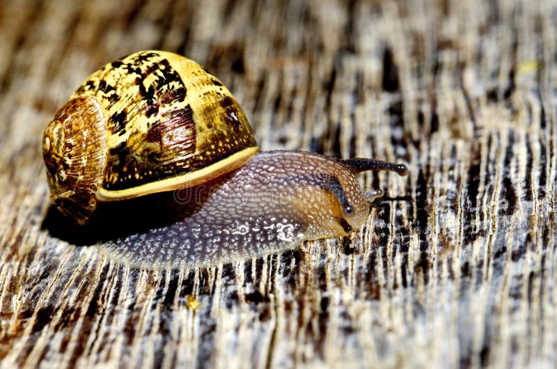 Snail stock photo. Image of garden, slug, slime, slow - 77768730