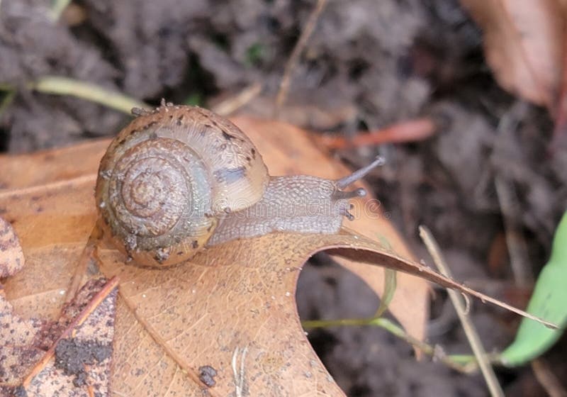 Snail in the garden stock image. Image of park, landscape - 100749529