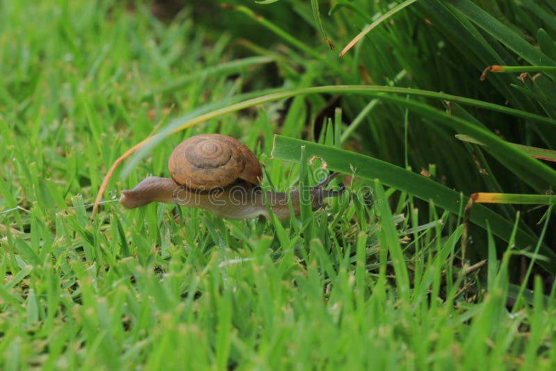 Snail stock photo. Image of isolated, secretion, brown - 45495452